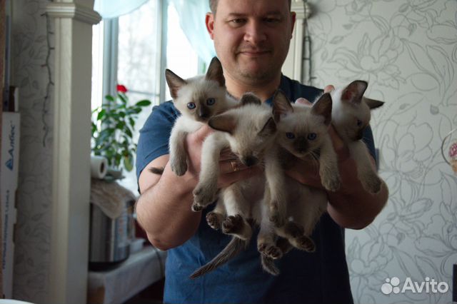 Котята тайские (сиамские) 2 месяца