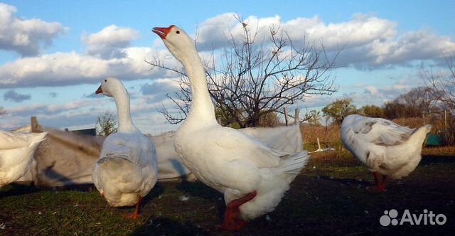 Гусята суточные Линдовские