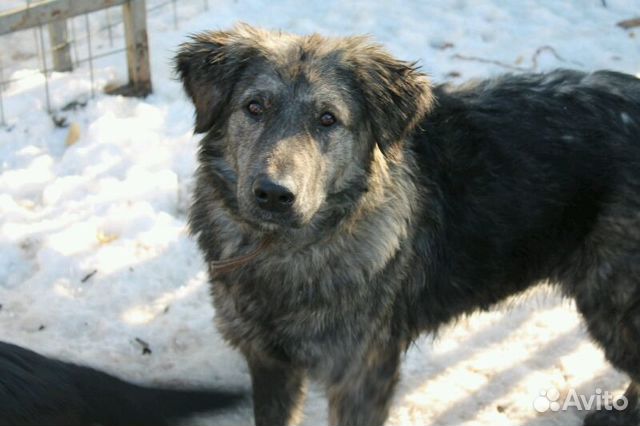 Метис кавказской овчарки
