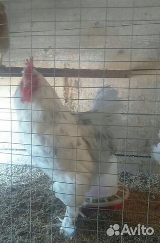 Яйцо инкубационное