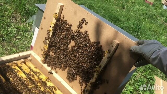 Пчелопакеты Карпатка