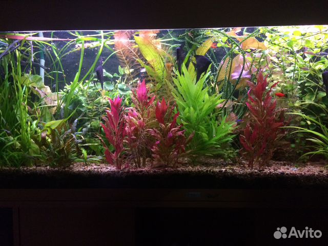 Аквариум