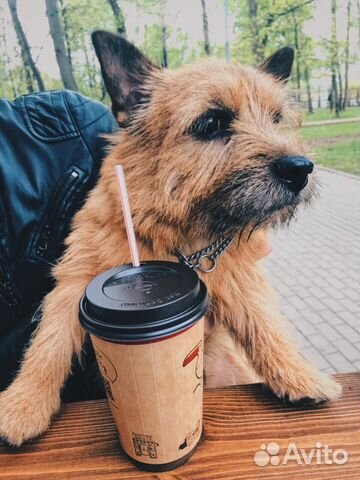 Норвич терьер вязка