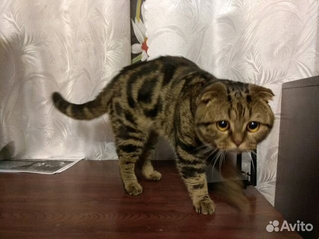 Вязка с котом