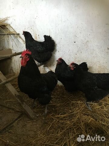 Куры джерсийский гигант