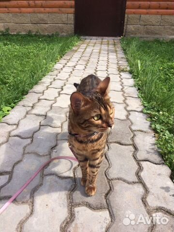 Шикарная Бенгальская кошка