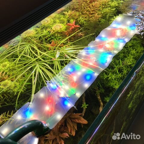 Растения в аквариум отдам