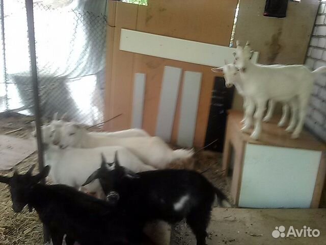 Козочки от молочных коз