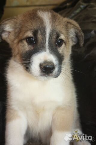 Очаровашка Чапа в добрые руки