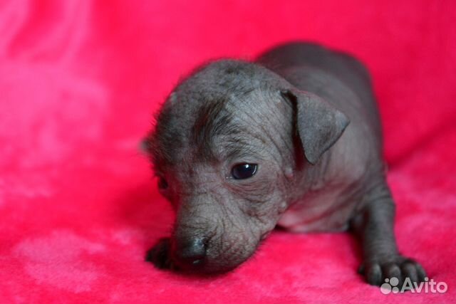 Чудо девочка мексиканской голой мини