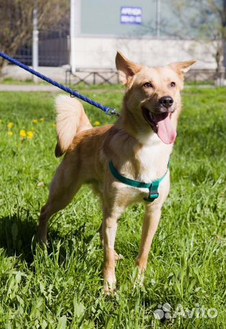 Метис лаечки в добрые руки