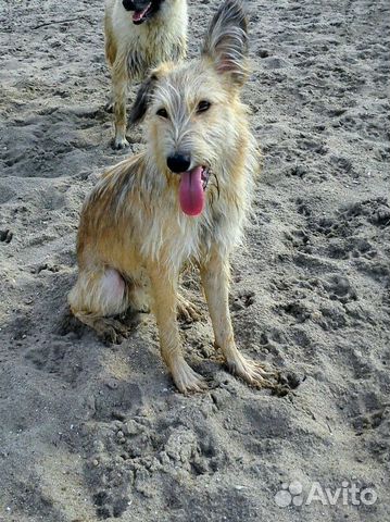 Смит, милый щенулька ищет дом