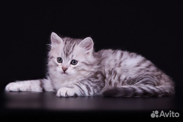 Сибирские котята
