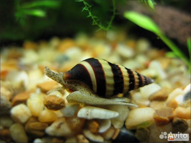 Хелена улитка. Улитка-убийца