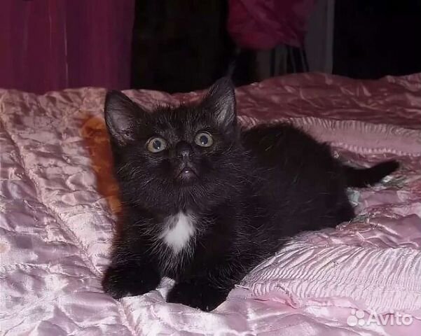 Котятки в дар