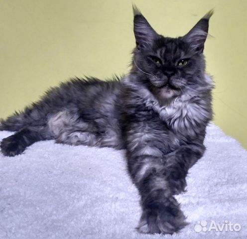 Мейн кун дым и серебро