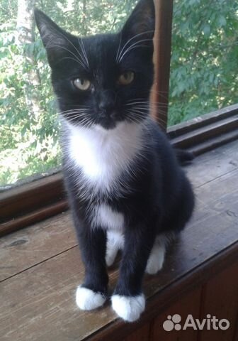 Девочку в дар