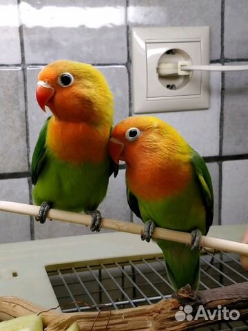Попугаи - птенцы неразлучников фишера
