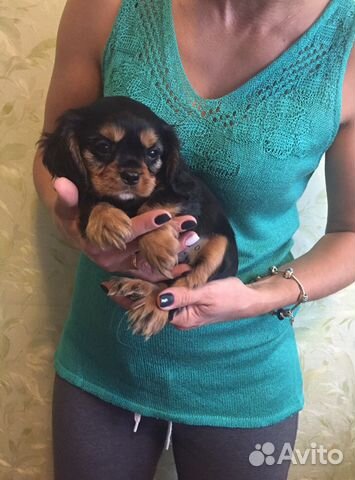 Девочка куколка кавалер кинг чарльз спаниель