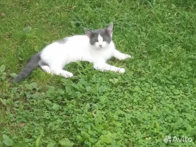 Котенок Потап в добрые руки