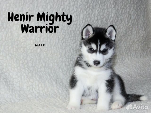 Продается хаски