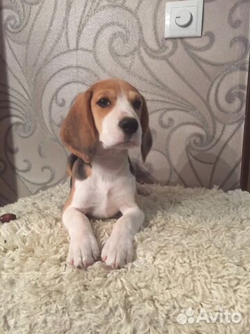 Бигль девочка подрощенная