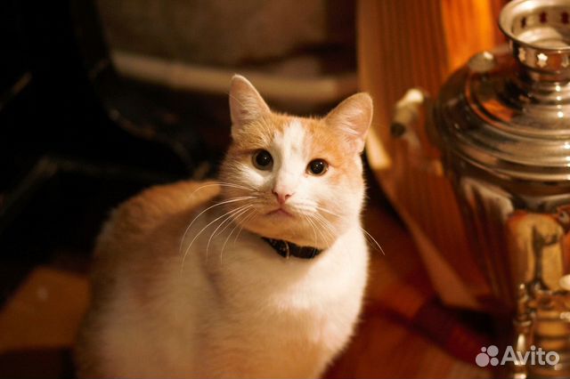 Боня- солнечный котик