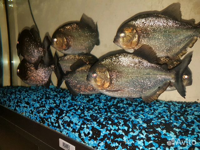 Пираньи хищные