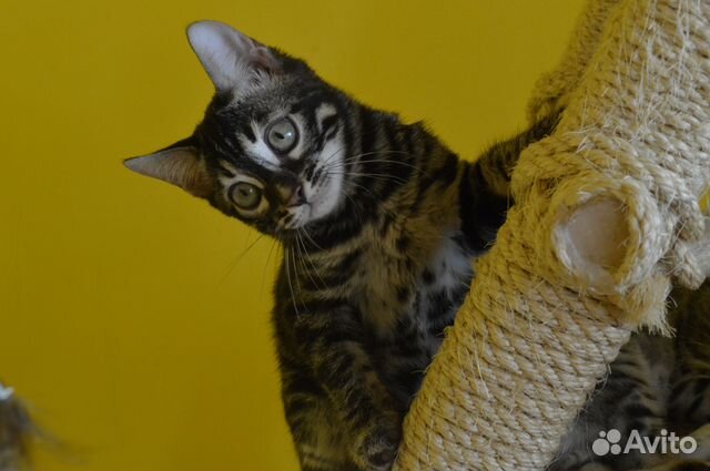 Угольный мальчик