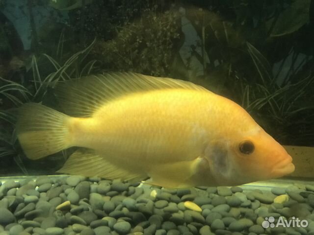 Цихлазома лабиатум