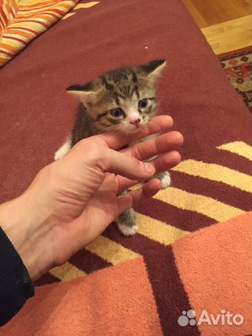 Котенок