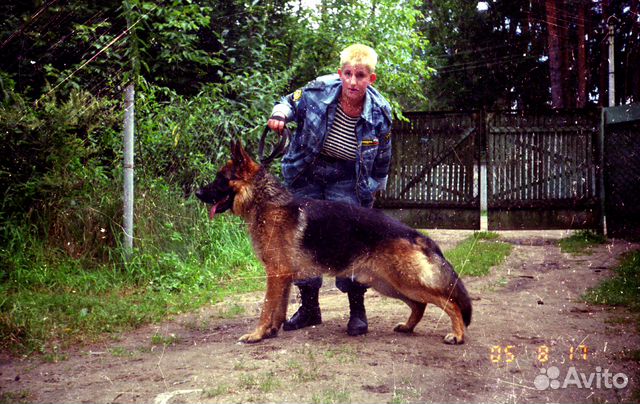 Военный питомник предлагает щенков Немцев