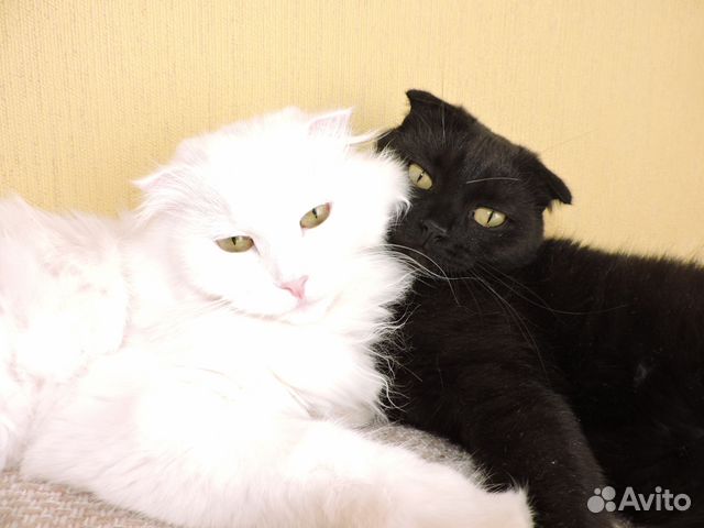 Отдам кошечку и котика