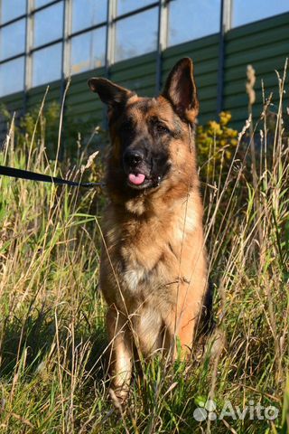 Красавец, кобель немецкой овчарки Дик в добрые рук