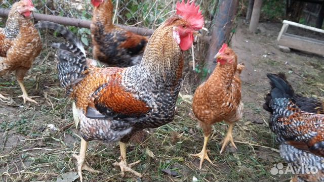 Петухи билефельдер