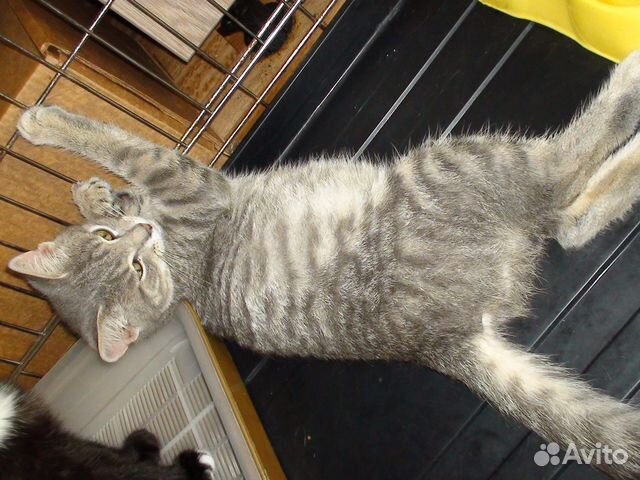 Котенок ищет дом