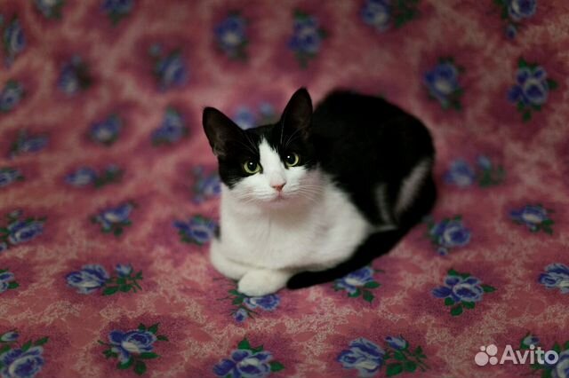 Моника ищет дом