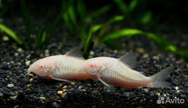 Белые крапчатые сомики