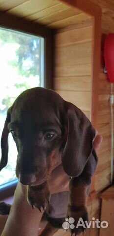 Шоколадные Таксы