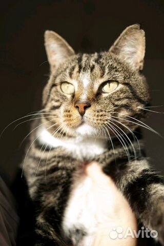 Котик Барни