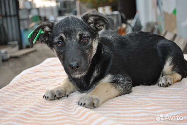 Бублик ищет дом