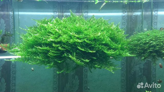 Мох рождественский