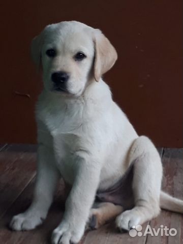 Лабромалыши