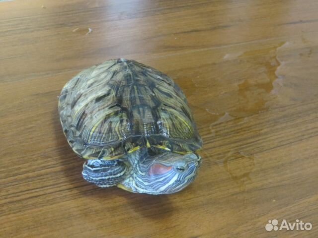Водные черепахи