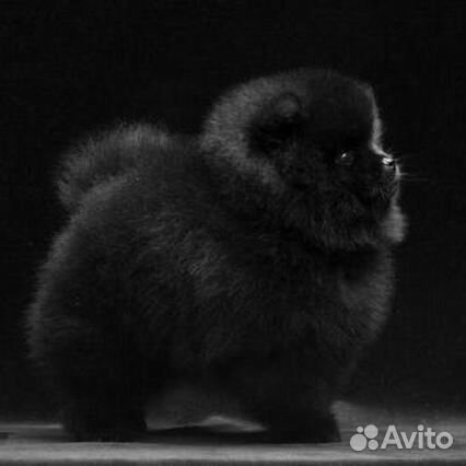 Черный брюлик