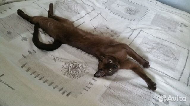 Бурманская кошечка