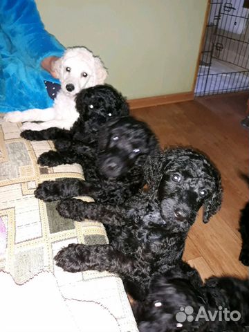 Королевский пудель