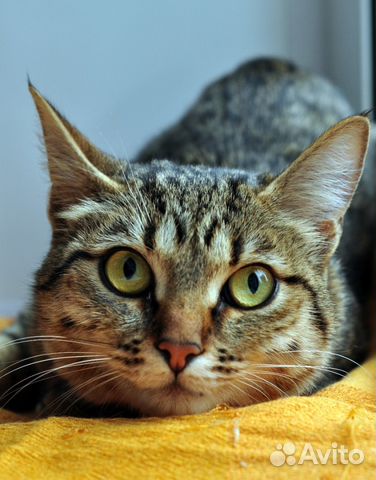 Кошка Настя - Полосатый Рейс - Классика