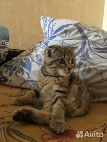 Веслоухая кошка