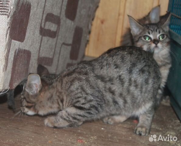 Домашняя рысь- котенок Саванна на выбор